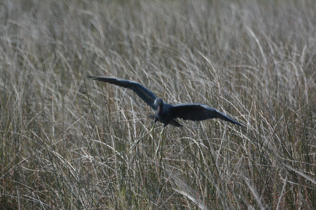 Life List of AMA Birds in Flight 2018/Heron, Little Blue, 2015-01098500 ...